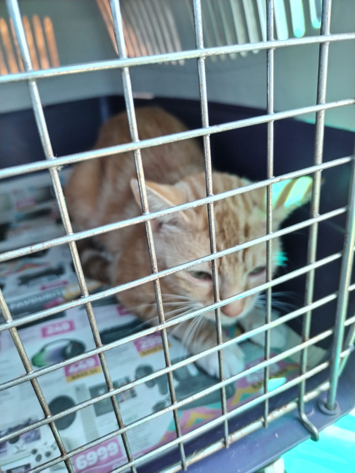 Ginger - M. Davids - SAVA CVC