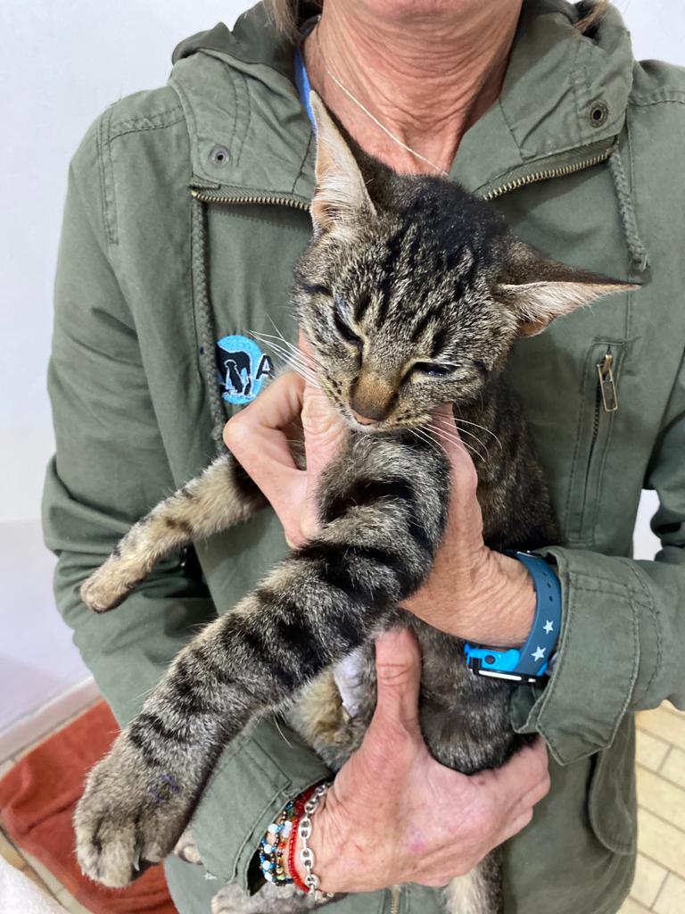 Angela - C. Mostert - SAVA CVC