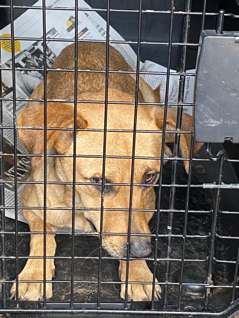 Nancy - D. Gertse - SAVA CVC