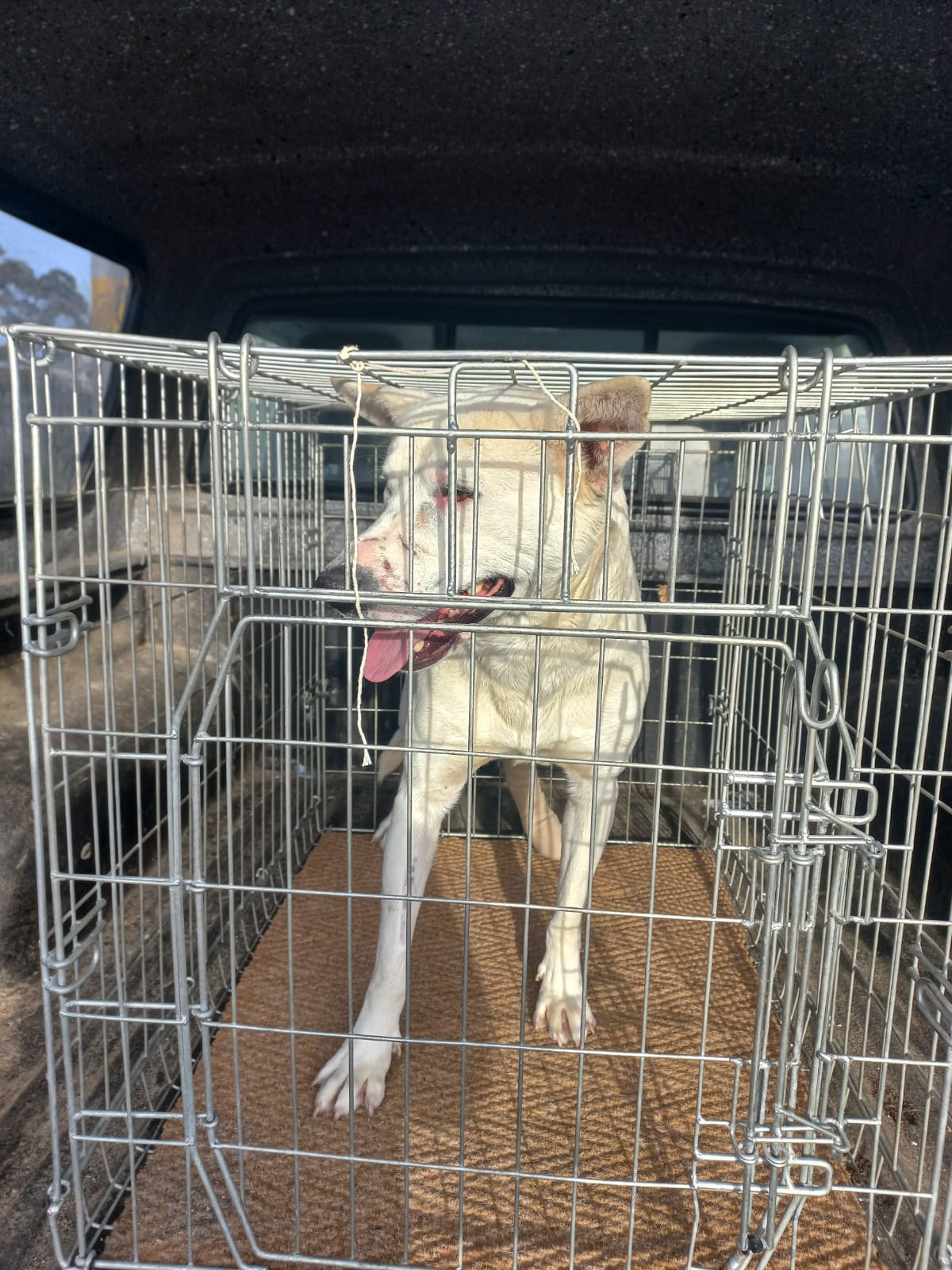 Lucky - June Anthony - SAVA CVC