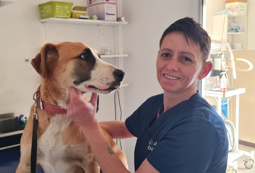 Bella - Karel van Rooi - SAVA CVC