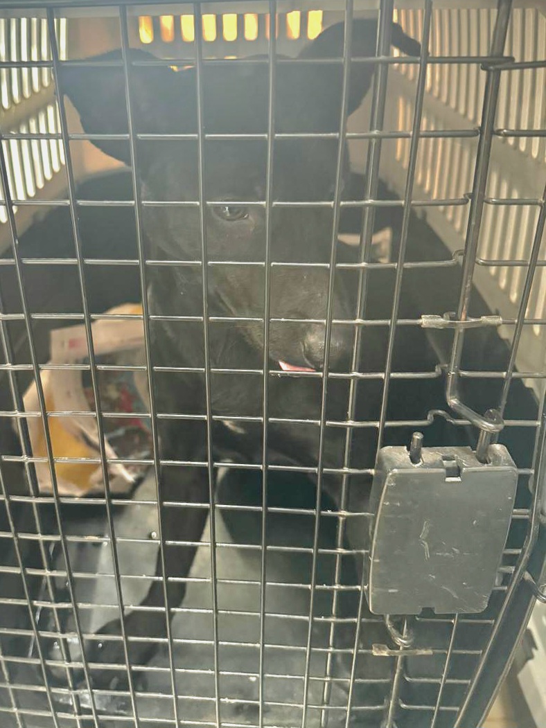 Fiela - Susan Wiese - SAVA CVC