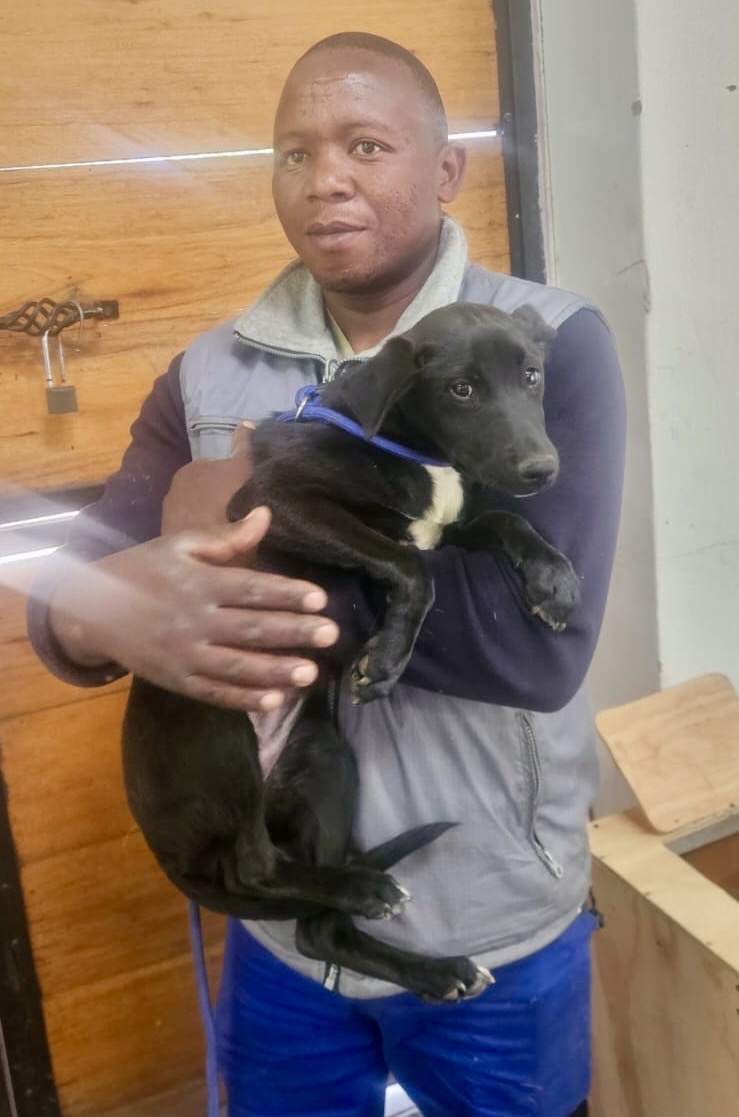 Shadow - Fiona Jasson - SAVA CVC