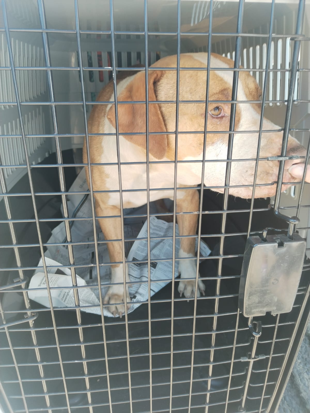 Boston - Michelle Cornelius - SAVA CVC