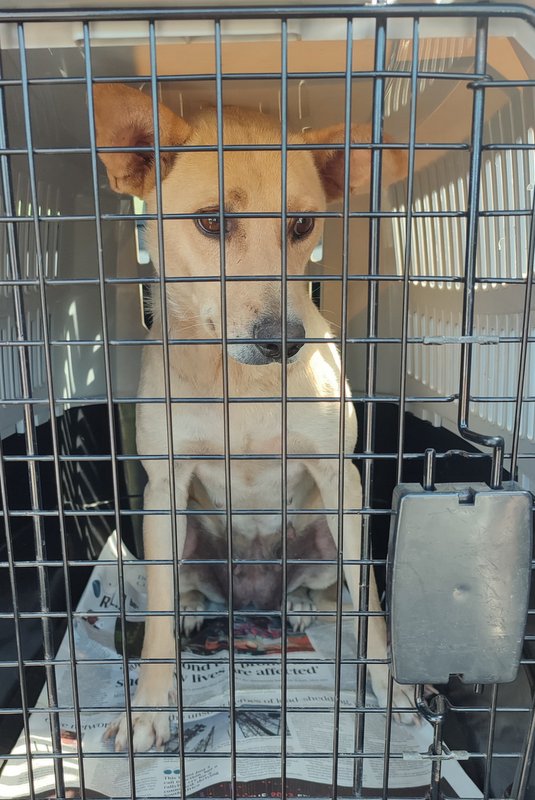 Steffi - Helen Hugo - SAVA CVC