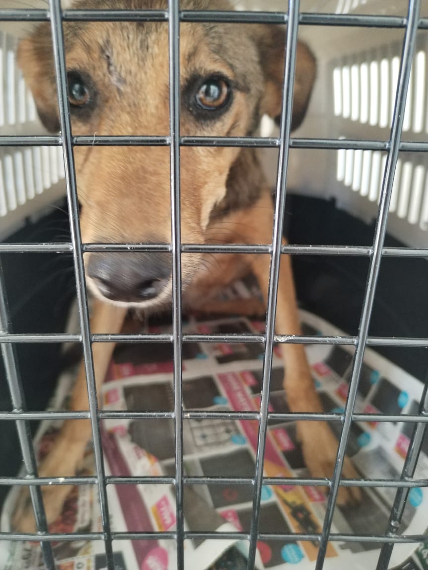 Cindy Harmse - Estelle Harmse - SAVA CVC