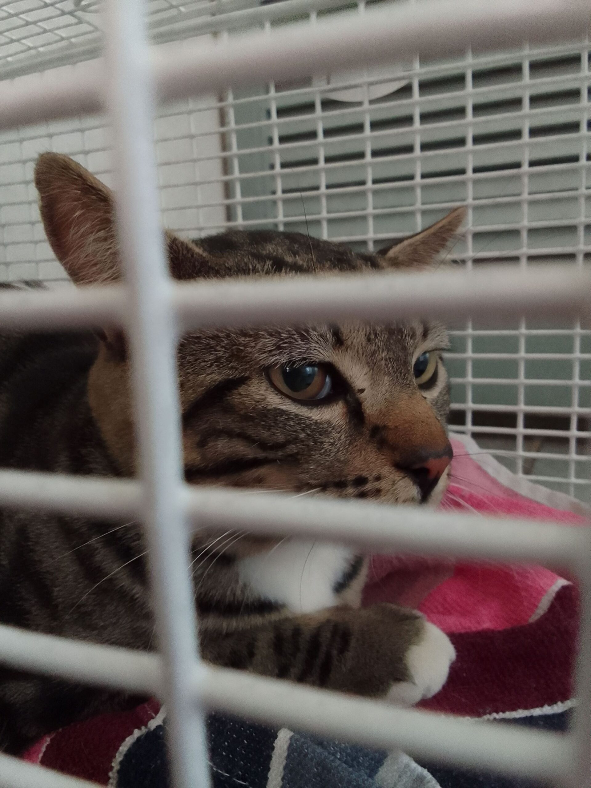 Monty - Alex Banning - SAVA CVC