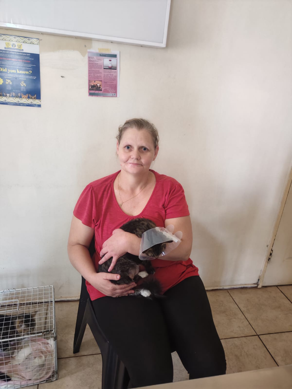 Tiger - Anna Marie - SAVA CVC