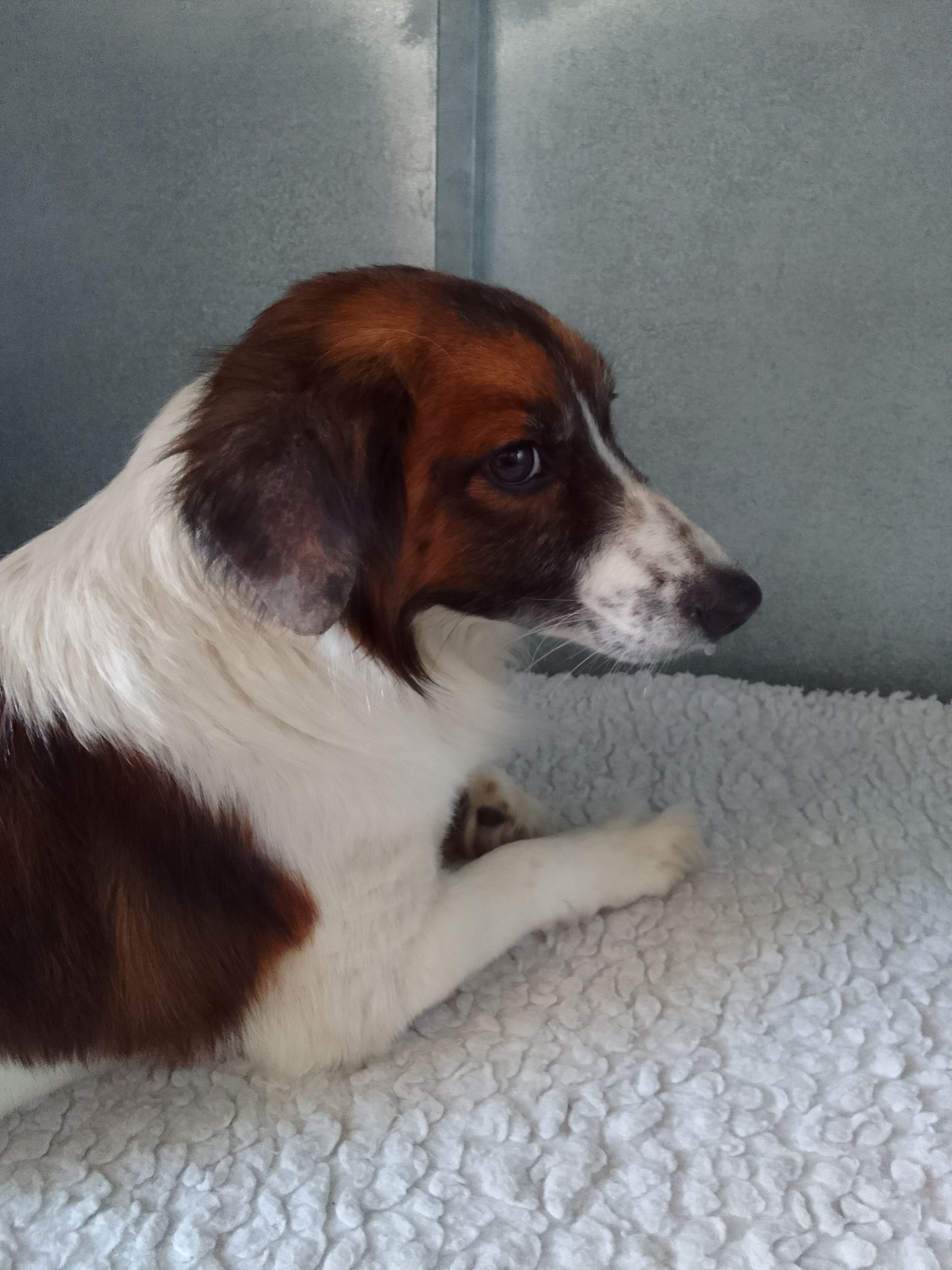 Toby - Daniel Fortuin - SAVA CVC